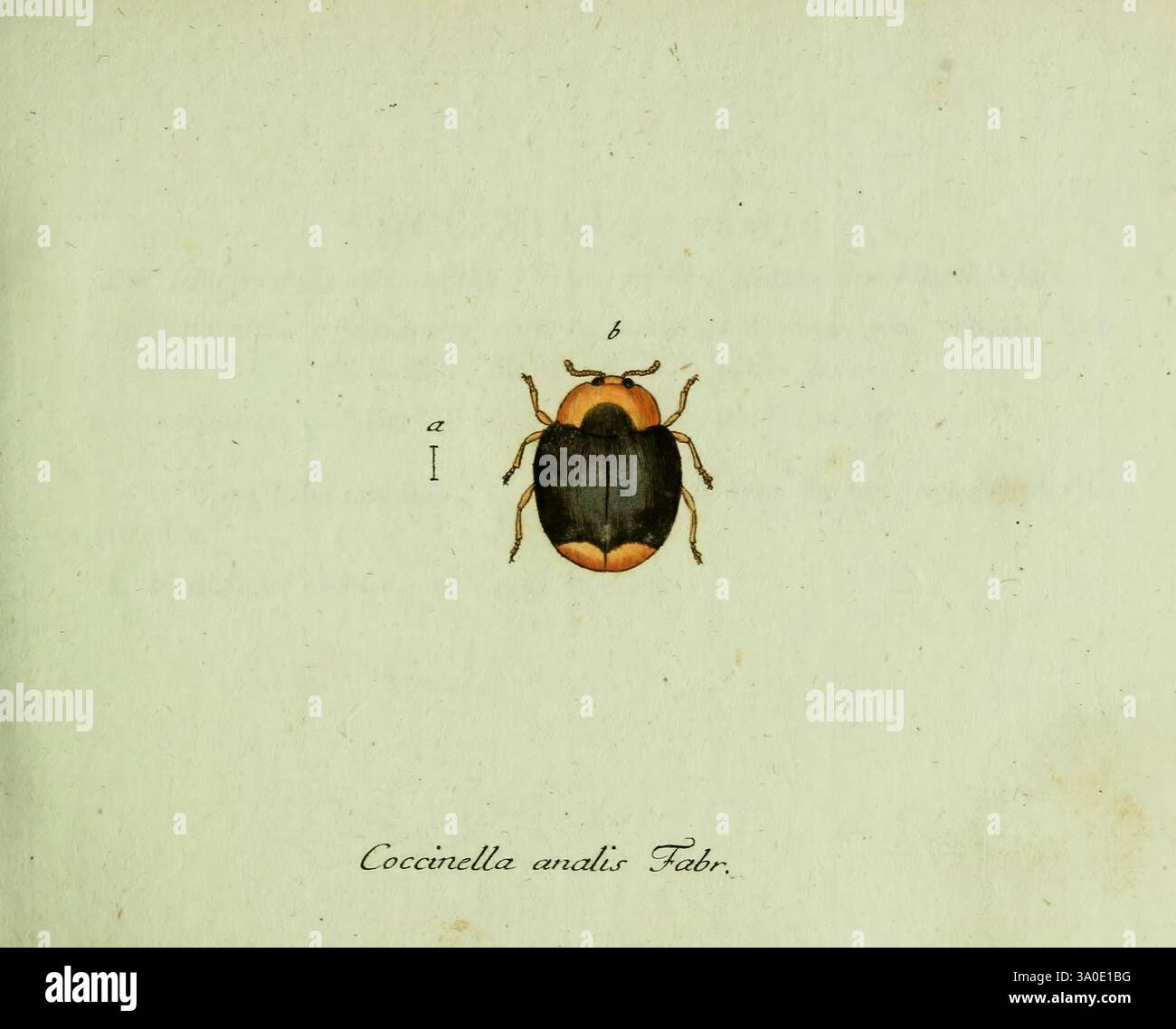 Insects characteristic morphology hi-res stock photography and images ...