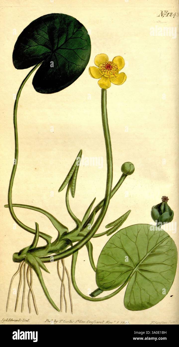 Curtis's Botanical Magazine London New York Botanical Illustration ...