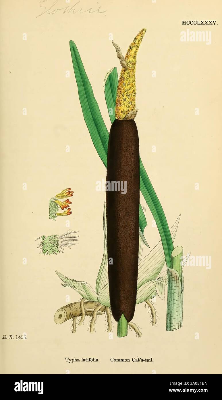 English, botany, coloured, figures, British, plants, London, R ...