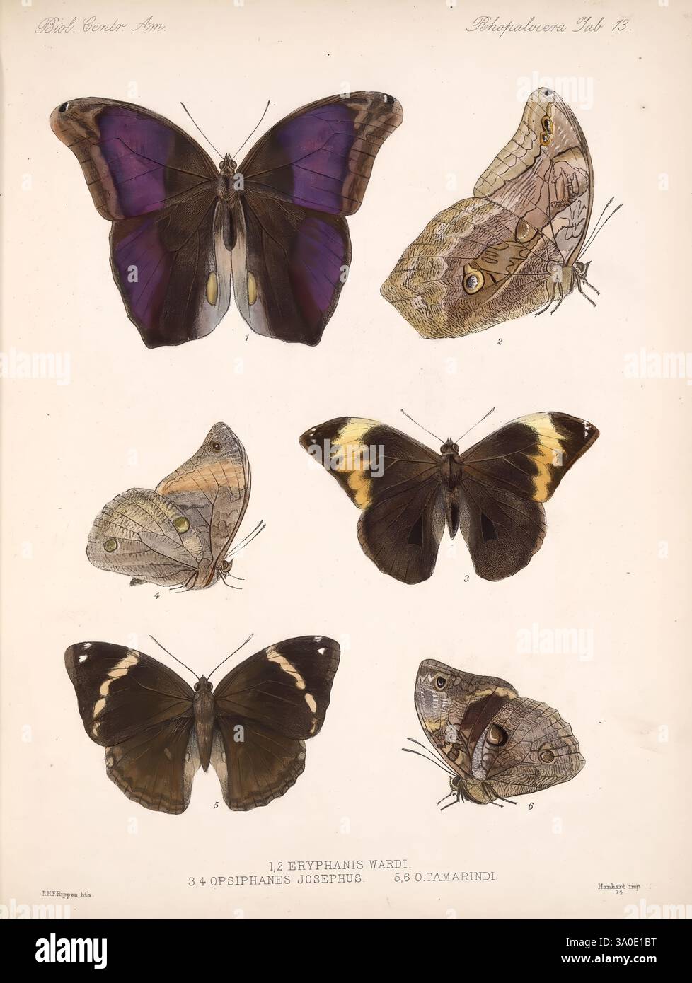 Upper row features two vibrant butterflies hi-res stock photography and ...