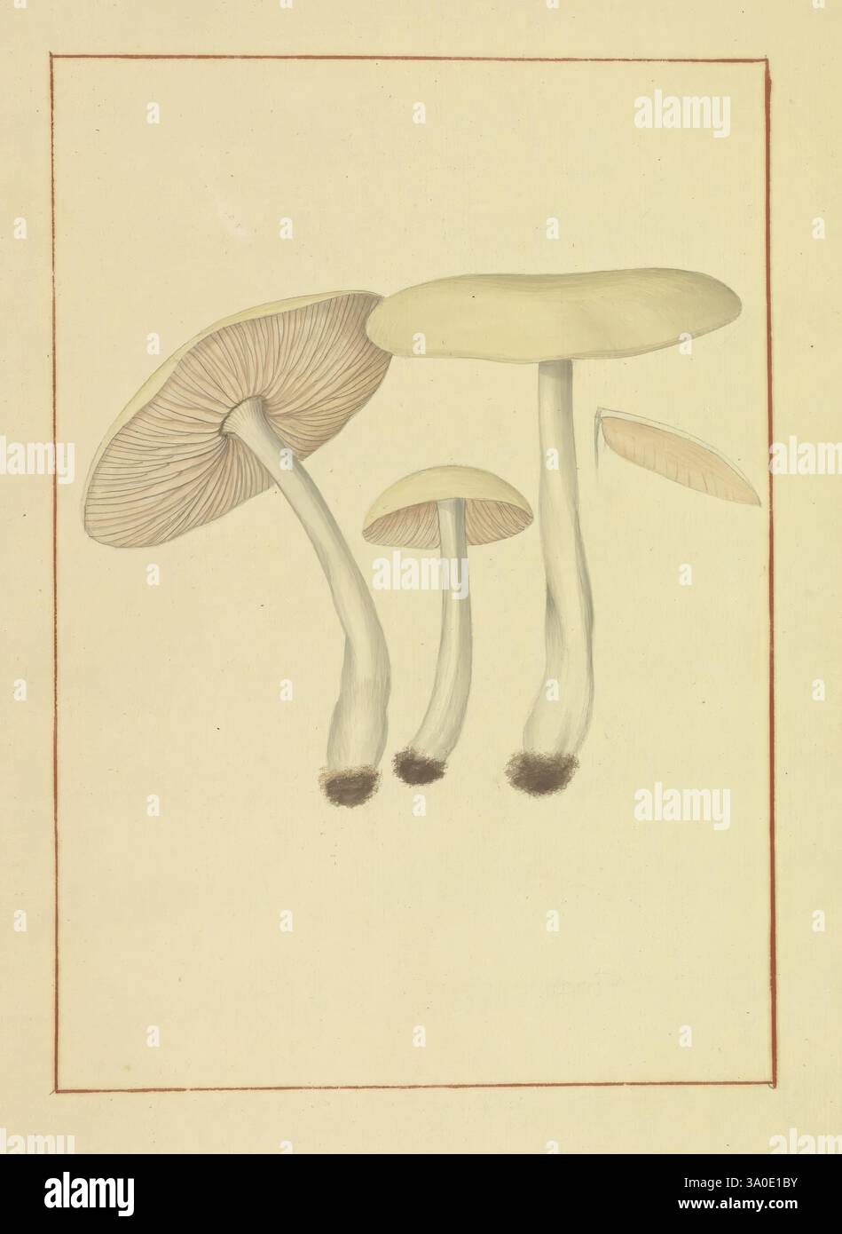 Distinctive ribbed texture underneath hi-res stock photography and ...