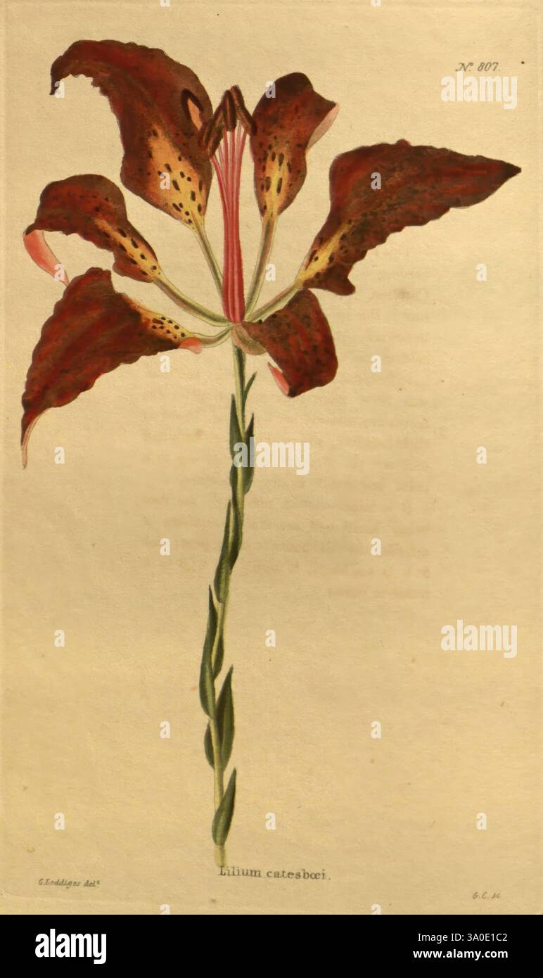 The botanical cabinet London John Arthur Arch 1817-1833, This botanical ...