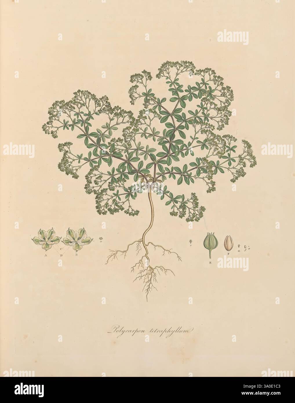 Prominent root system anchors hi-res stock photography and images - Alamy