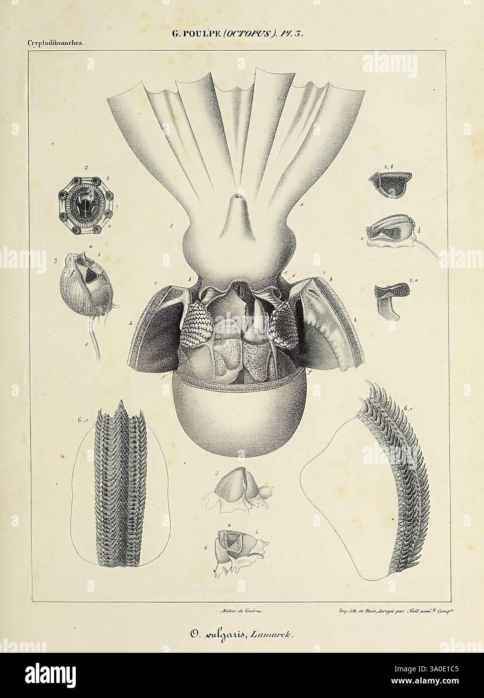 Detailed studies of internal organs hi-res stock photography and images ...