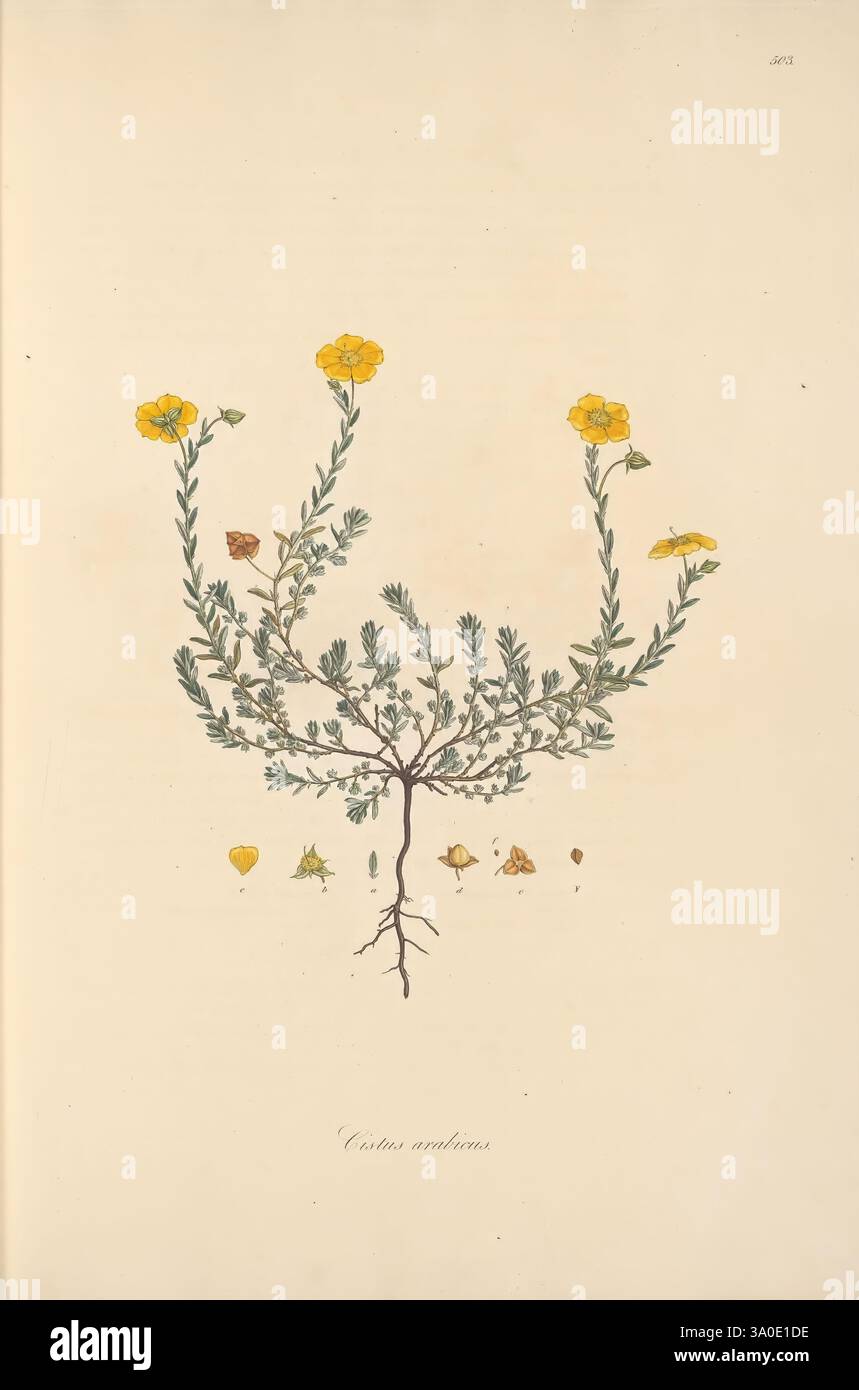 Flora Graeca, sive, Plantarum rariorum historia, quas in provinciis aut ...