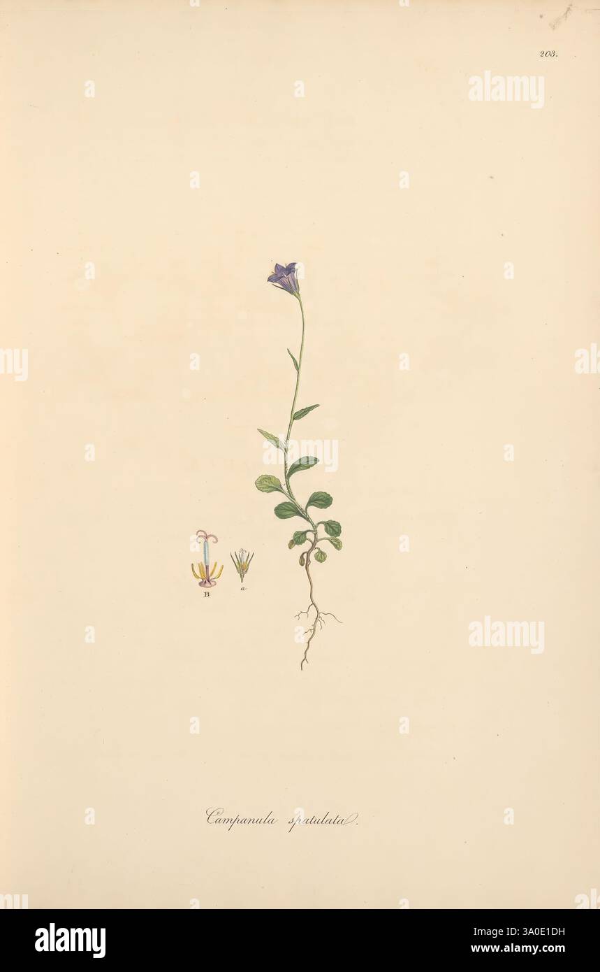 Flora Graeca, sive, Plantarum rariorum historia, quas in provinciis aut ...