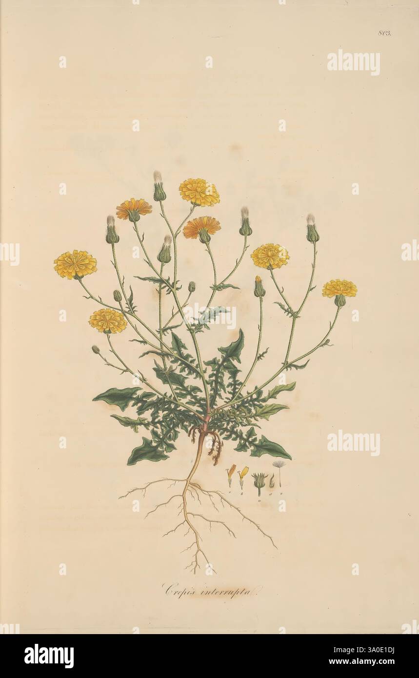 Flora Graeca, sive, Plantarum rariorum historia, quas in provinciis aut ...