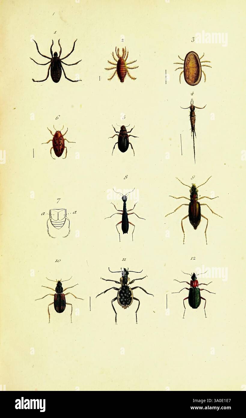 Diverse selection of ticks hi-res stock photography and images - Alamy