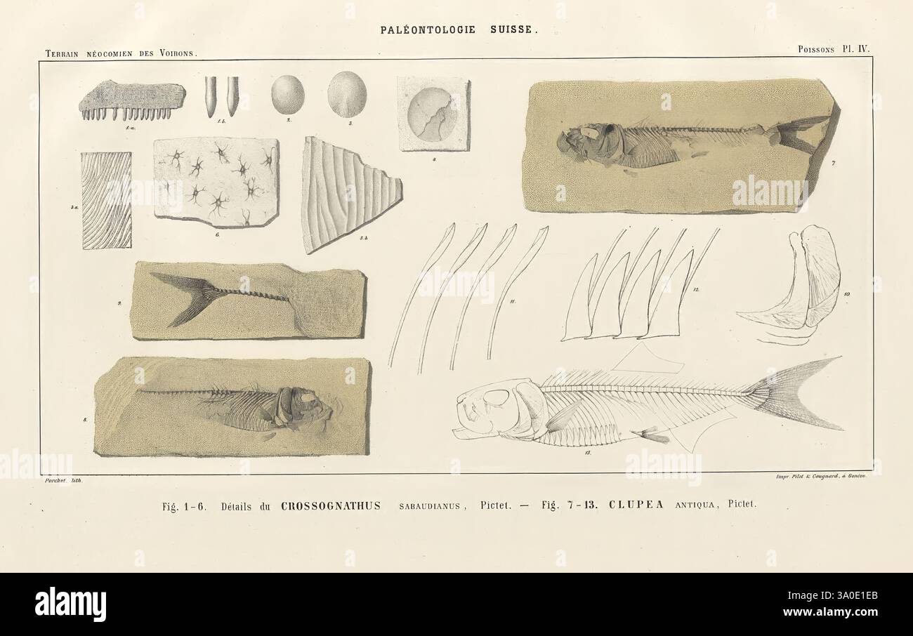 Matériaux pour la paléontologie suisse, ou, Recueil de monographies sur ...