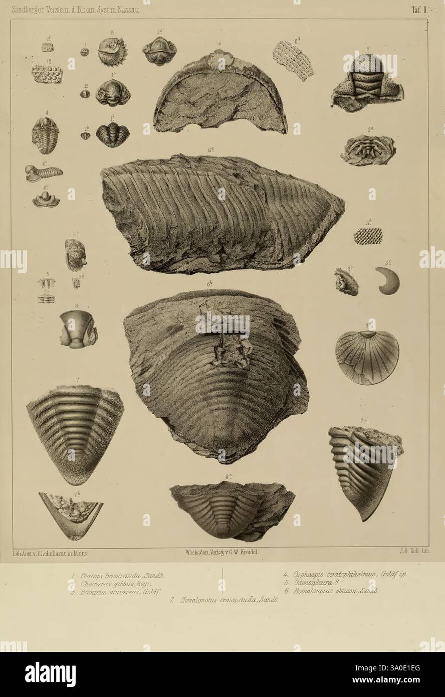 Die Versteinerungen des rheinischen Schichtensystems in Nassau ...