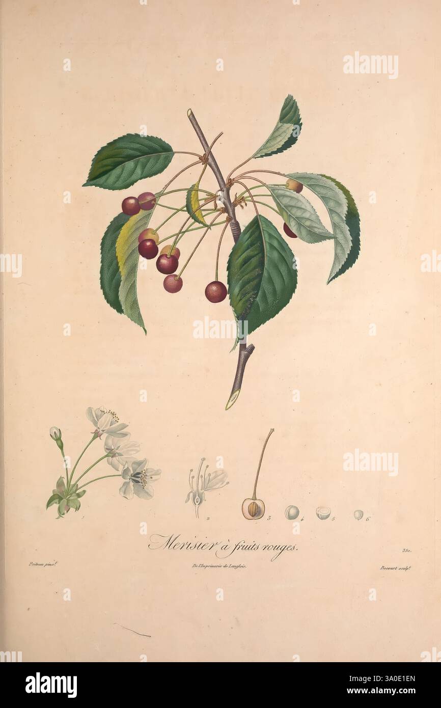 Morus et fruits rouges hi-res stock photography and images - Alamy