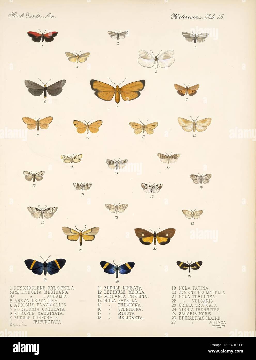 Remarkable diversity of moths hi-res stock photography and images - Alamy