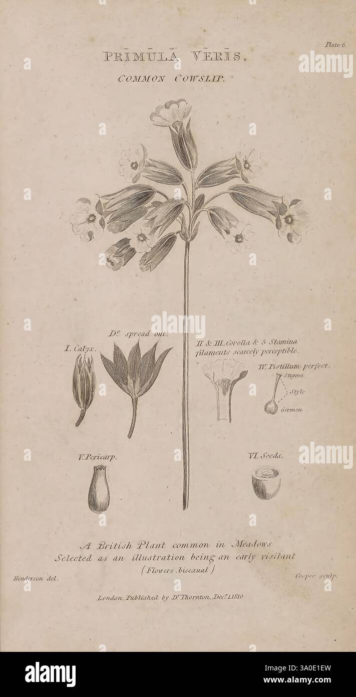 Elements of Botany London, Printed for the author by J. Whiting, 1812 ...
