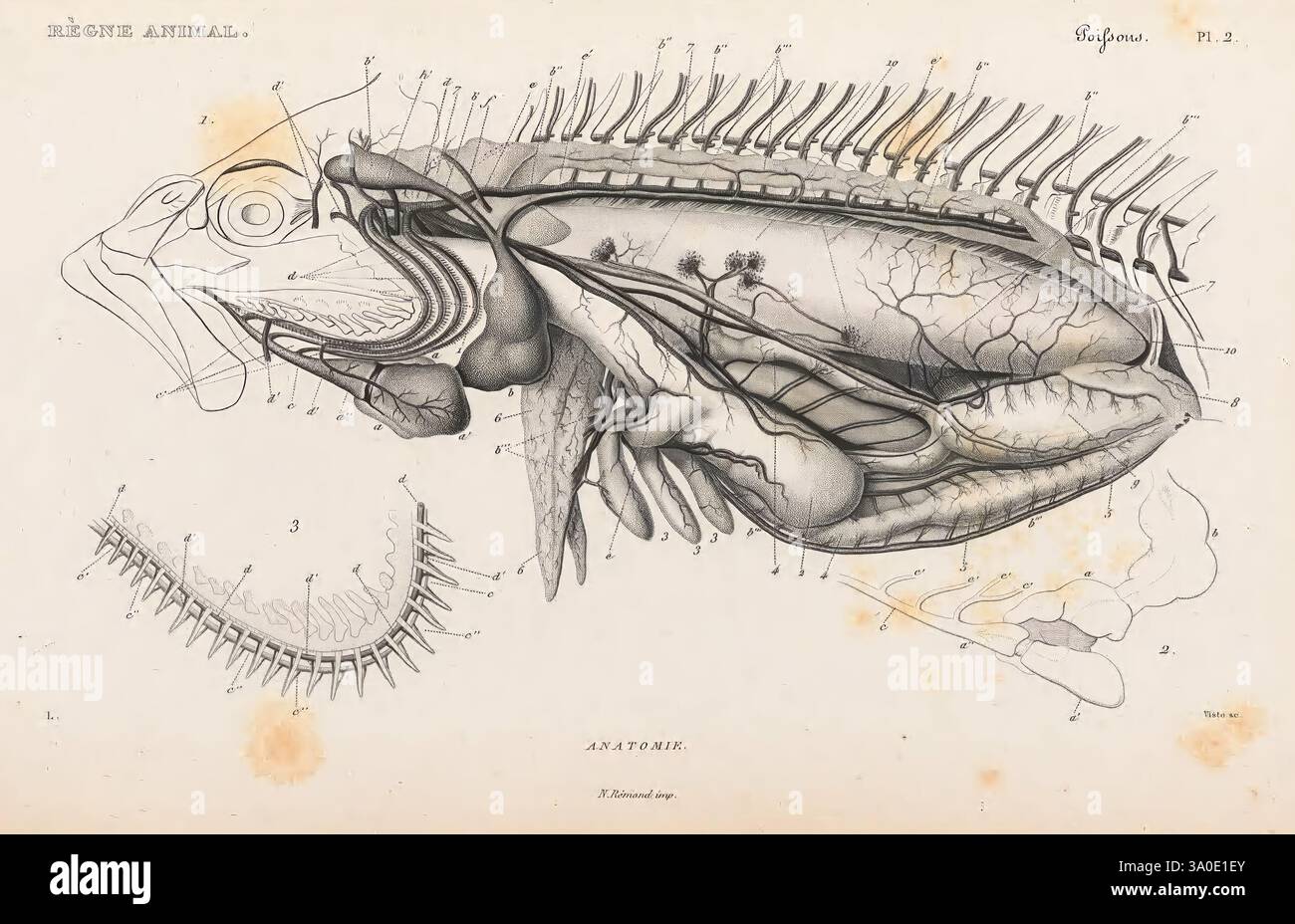 Le règne animal distribué d'après son organisation Paris, 1836-1849 ...