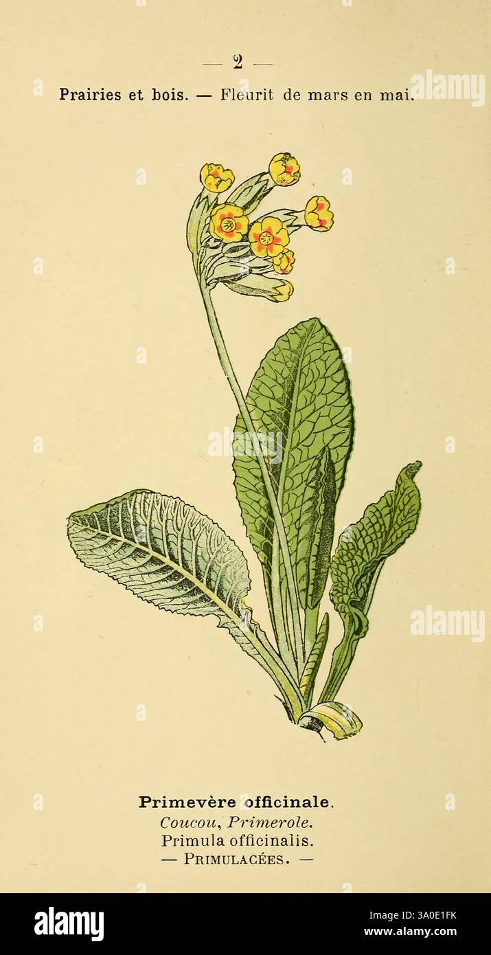 Atlas de poche des plantes des champs, des prairies et des bois, Paris ...