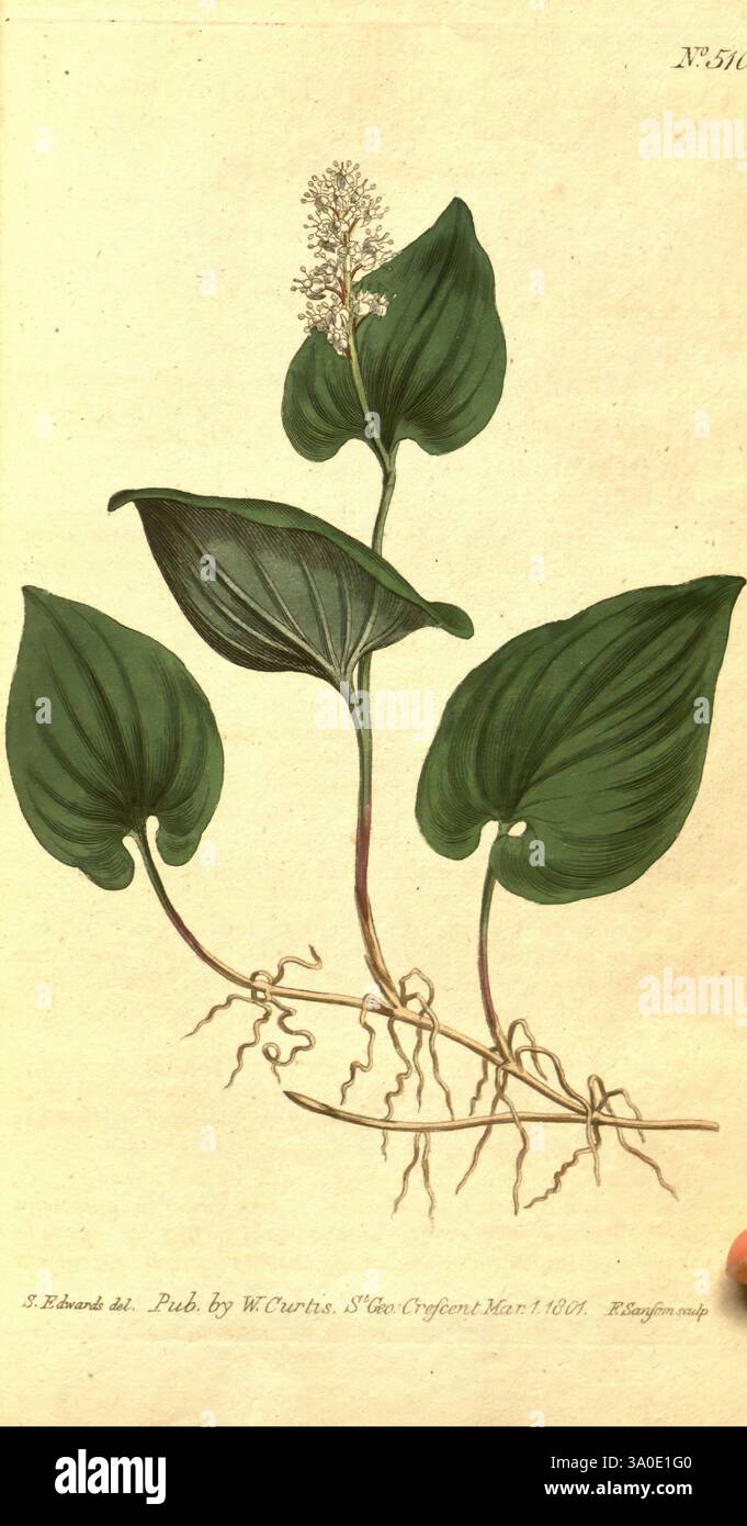 Schattenblume dalkruid oravanmarja geo hi-res stock photography and ...