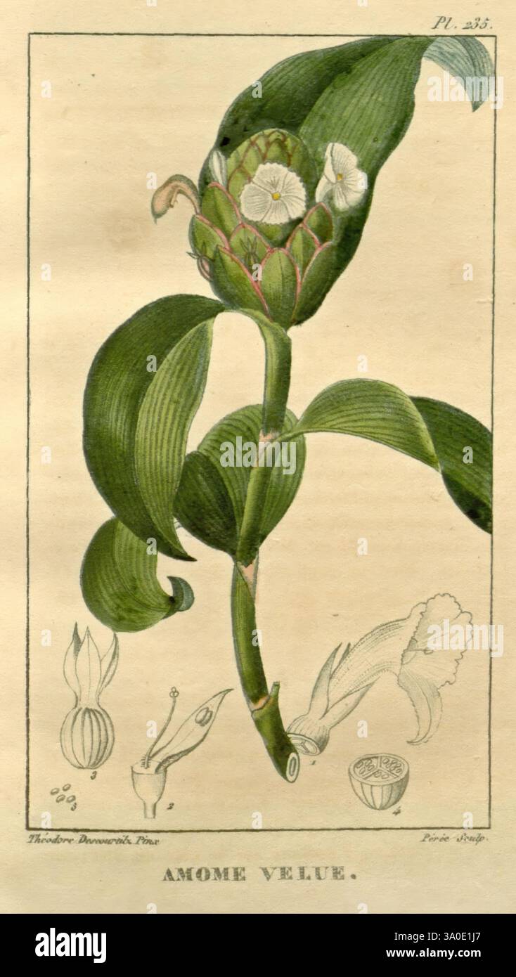 Flore médicale des Antilles, ou, Traité des plantes usuelles, Paris ...