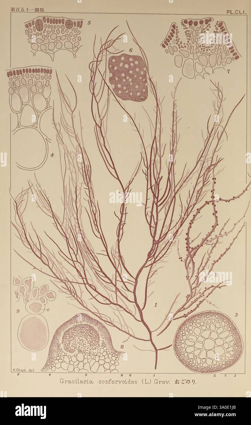Icons of Japanese algae. Tokyo, Kazamashobo 1907-1942, Japan, algae ...
