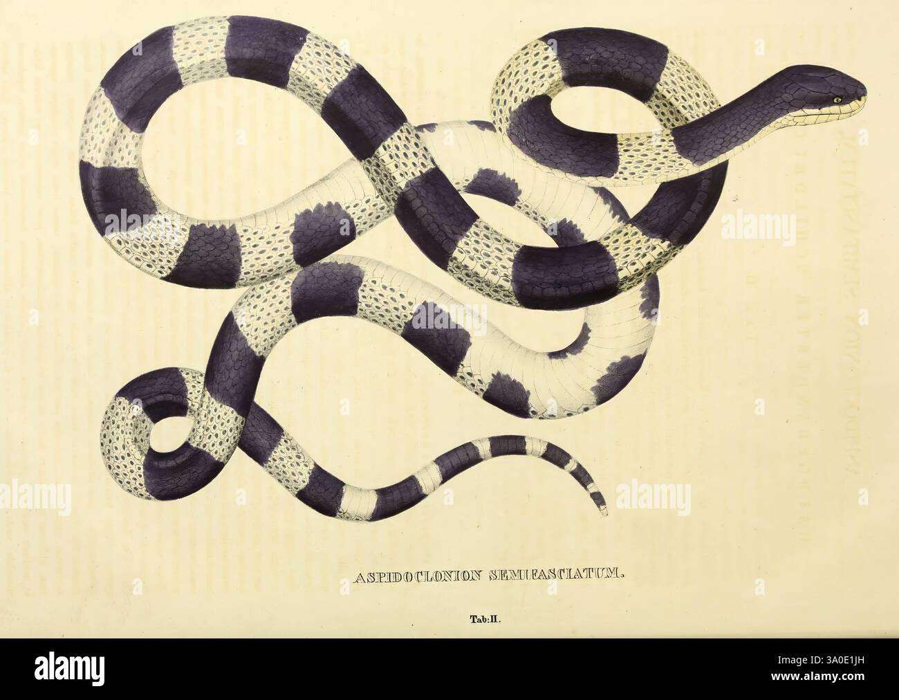 Vividly illustrated species of snake hi-res stock photography and ...