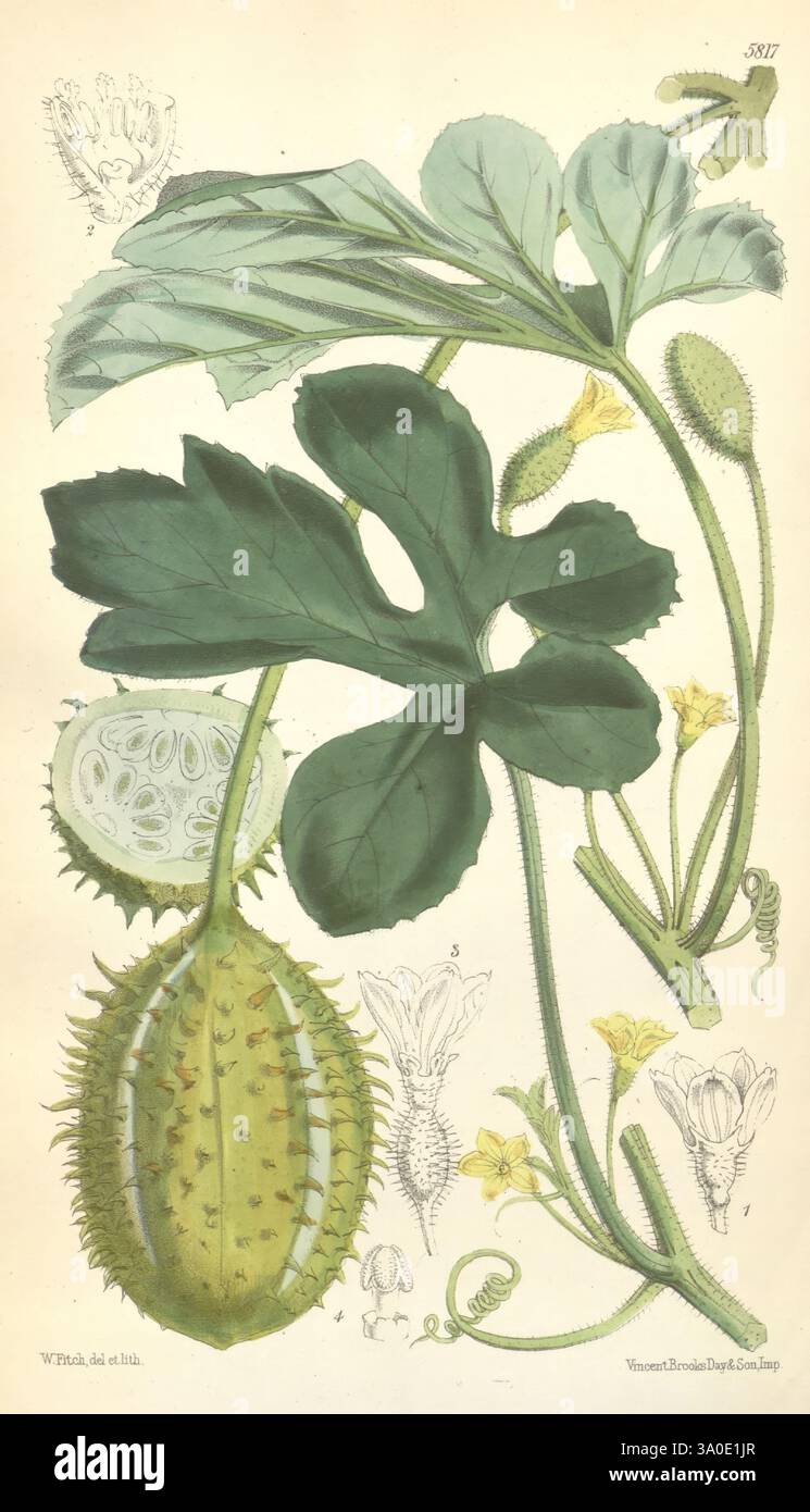 Curtis's Botanical Magazine London New York etc. botanical illustration ...