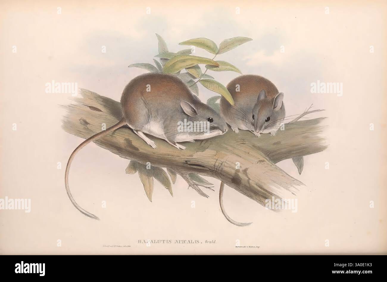 The mammals of Australia, pub. by the author 1863. Australia, mammals ...
