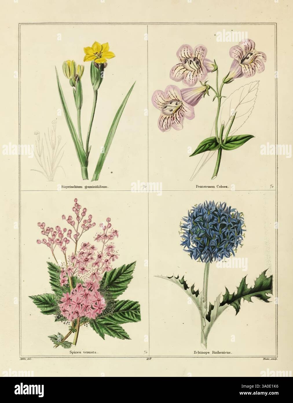 The, botanic, garden, London, Simpkin, &, Marshall, 1825, botany ...