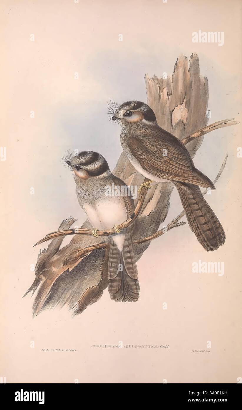 Two beautifully illustrated sparrows hi-res stock photography and ...