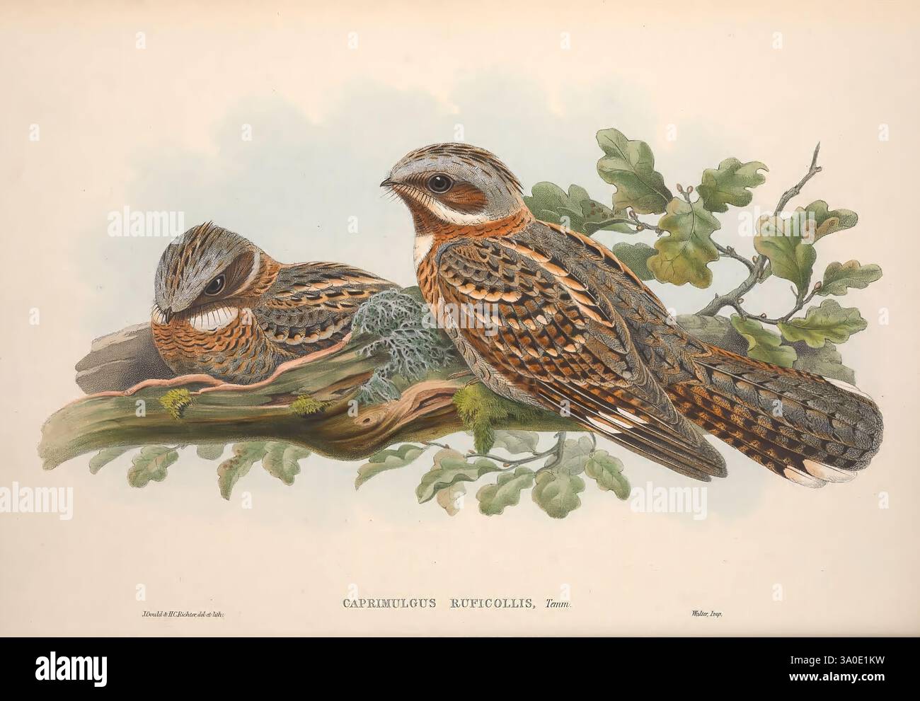 The, birds, of, Great, Britain, London, 1873, birds, Great, Britain ...