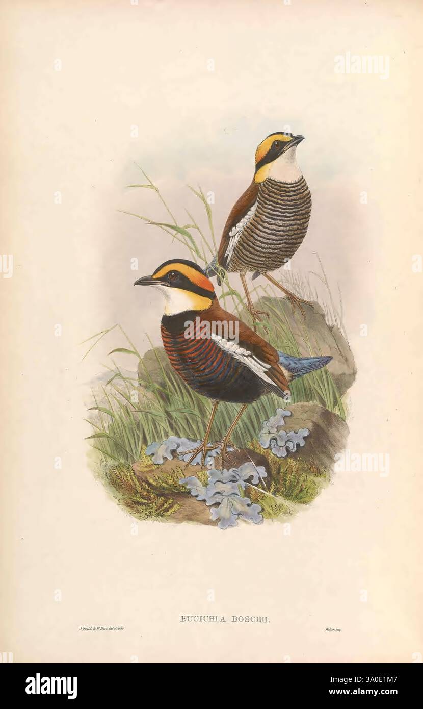 Eye catching focal point amidst hi-res stock photography and images - Alamy