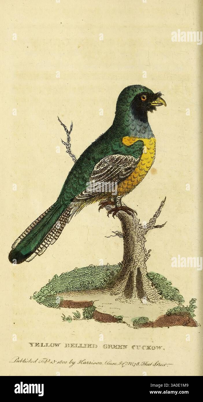 Yellow bellied green cuckoo hi-res stock photography and images - Alamy
