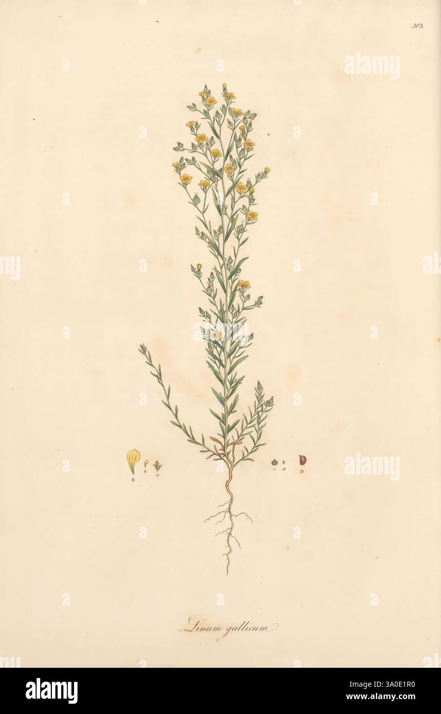 Flora Graeca, sive, Plantarum rariorum historia, quas in provinciis aut ...