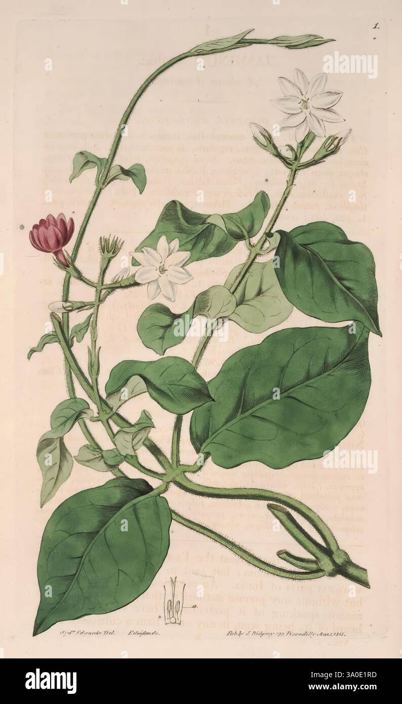 The, Botanical, Register, London, Printed, for James, Ridgway, 1815 ...