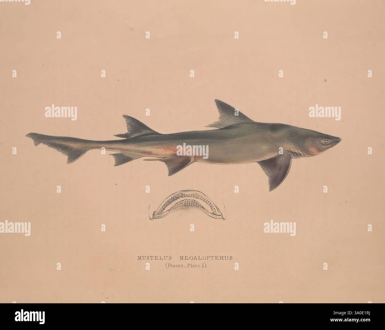 Illustrations of the Zoology of South Africa London, Smith, Elder and ...