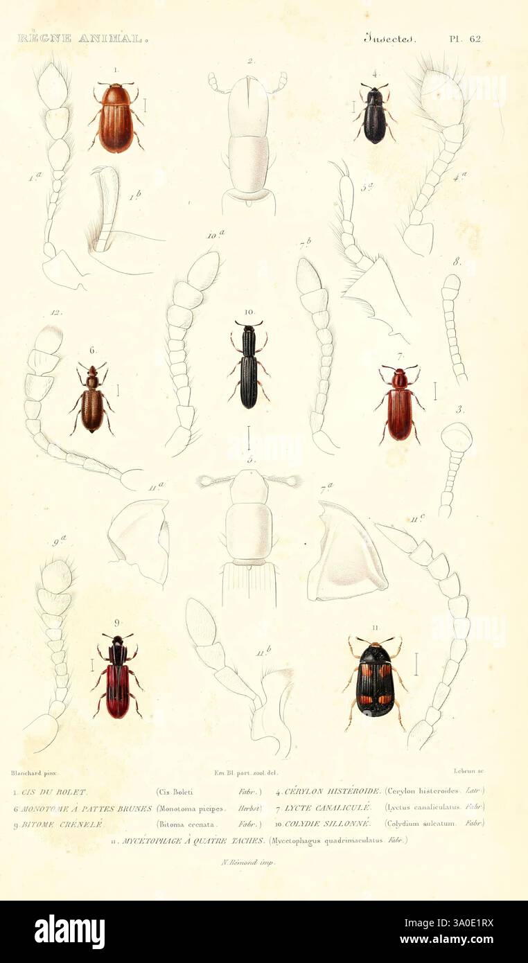 Multiple depictions of beetle bodies hi-res stock photography and ...
