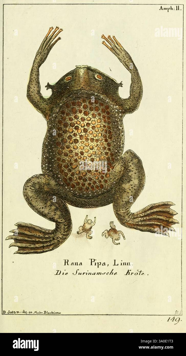 Gemeinnüzzige Naturgeschichte des Thierreichs bd. 4 plates Berlin, bei ...