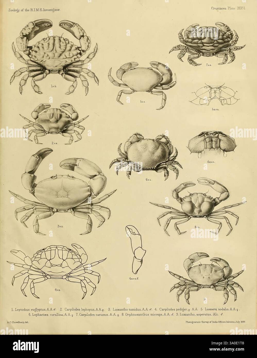 Detailed depictions of various crab species hi-res stock photography ...