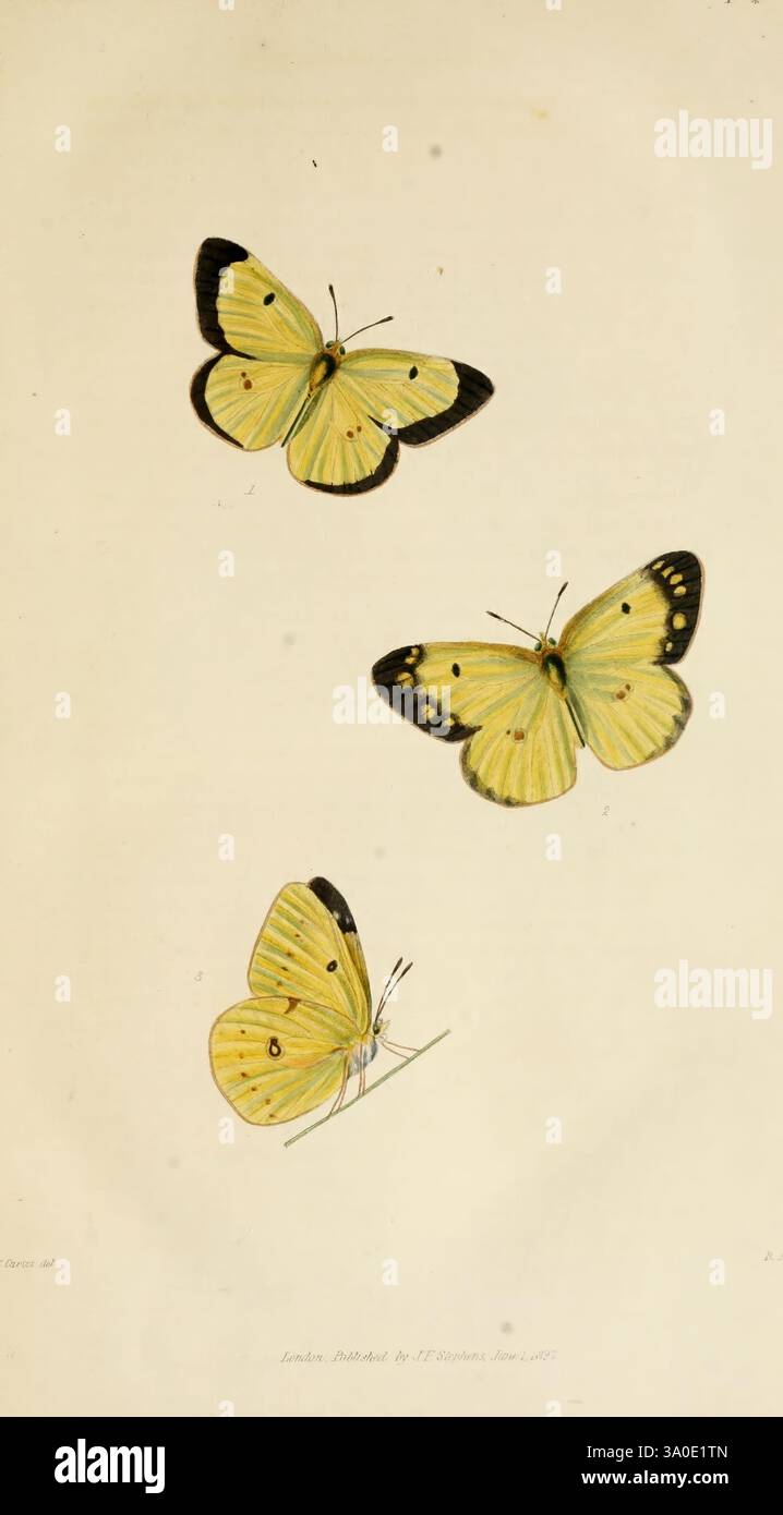 Poised in various positions hi-res stock photography and images - Alamy