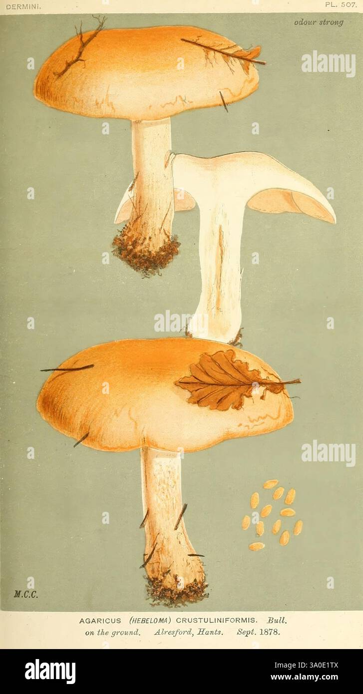 Illustrations of British Fungi (Hymenomycetes), to serve as an atlas to ...