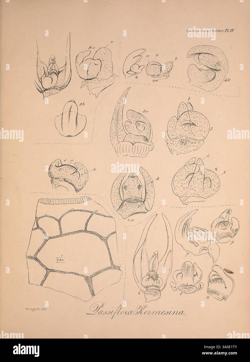 Forms of seed structures hi-res stock photography and images - Alamy