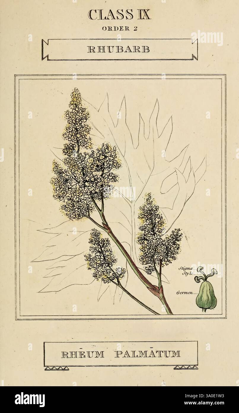 Species rheum palmatum hi-res stock photography and images - Alamy