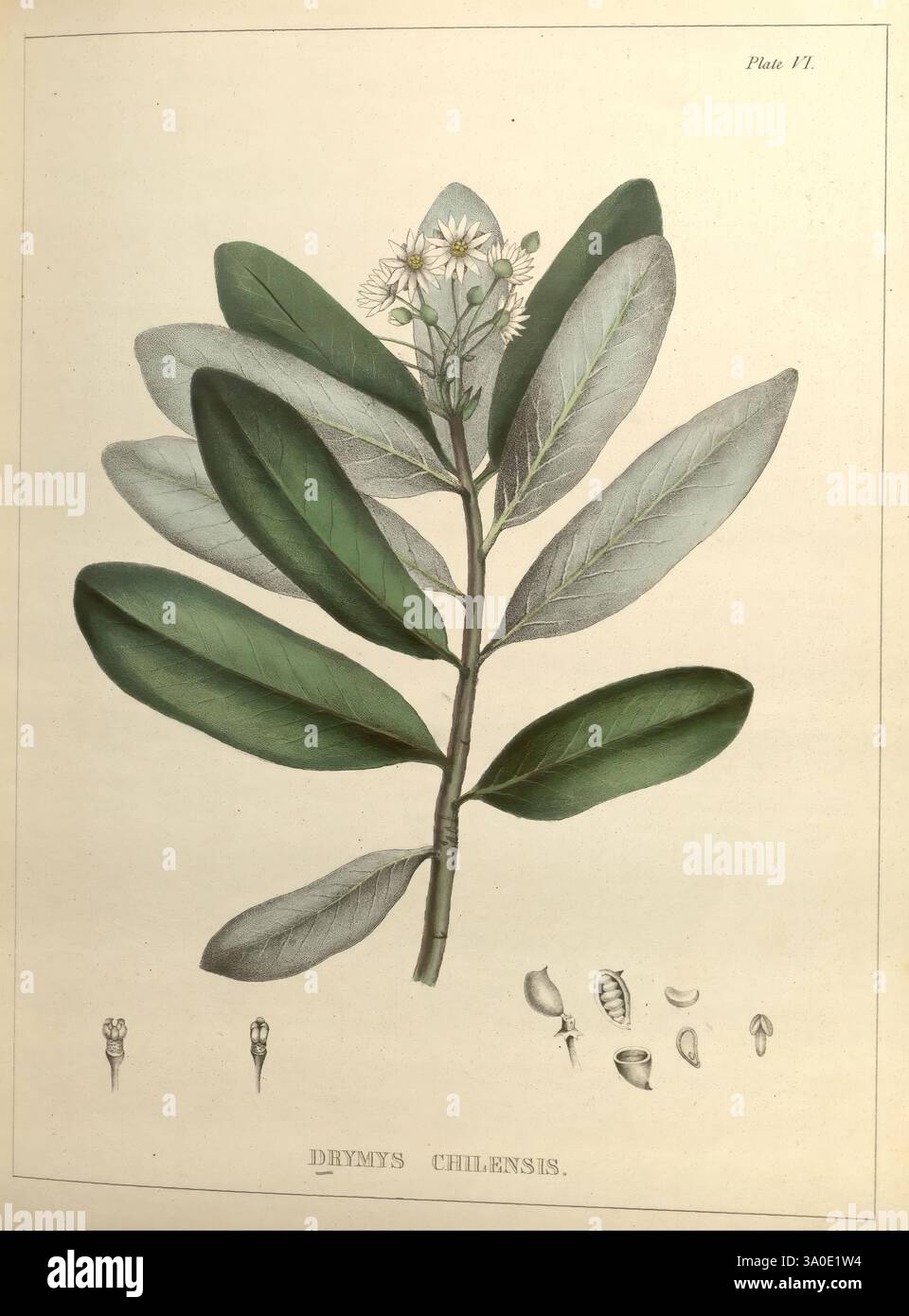 Illustrations of medical botany, Philadelphia, R.P. Smith, 1847 ...