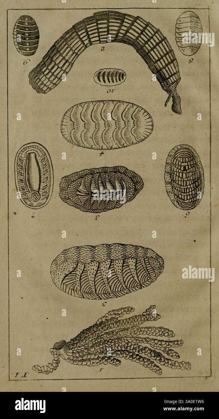 Series of detailed representations of various shell hi-res stock ...
