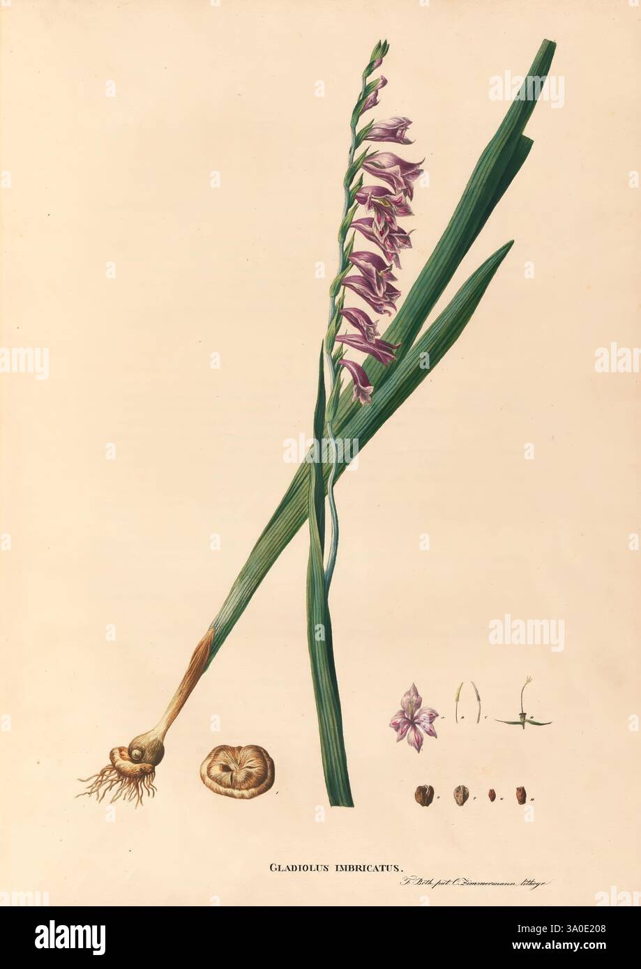 Hortus, canalius, Prague, Ex typo-et litho-graphia, Theophili Haase ...