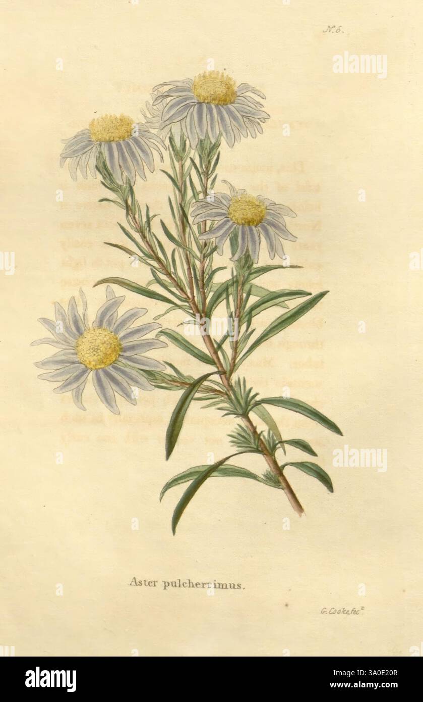 The Botanical Cabinet London, John & Arthur Arch, 1817-1833, Aster ...