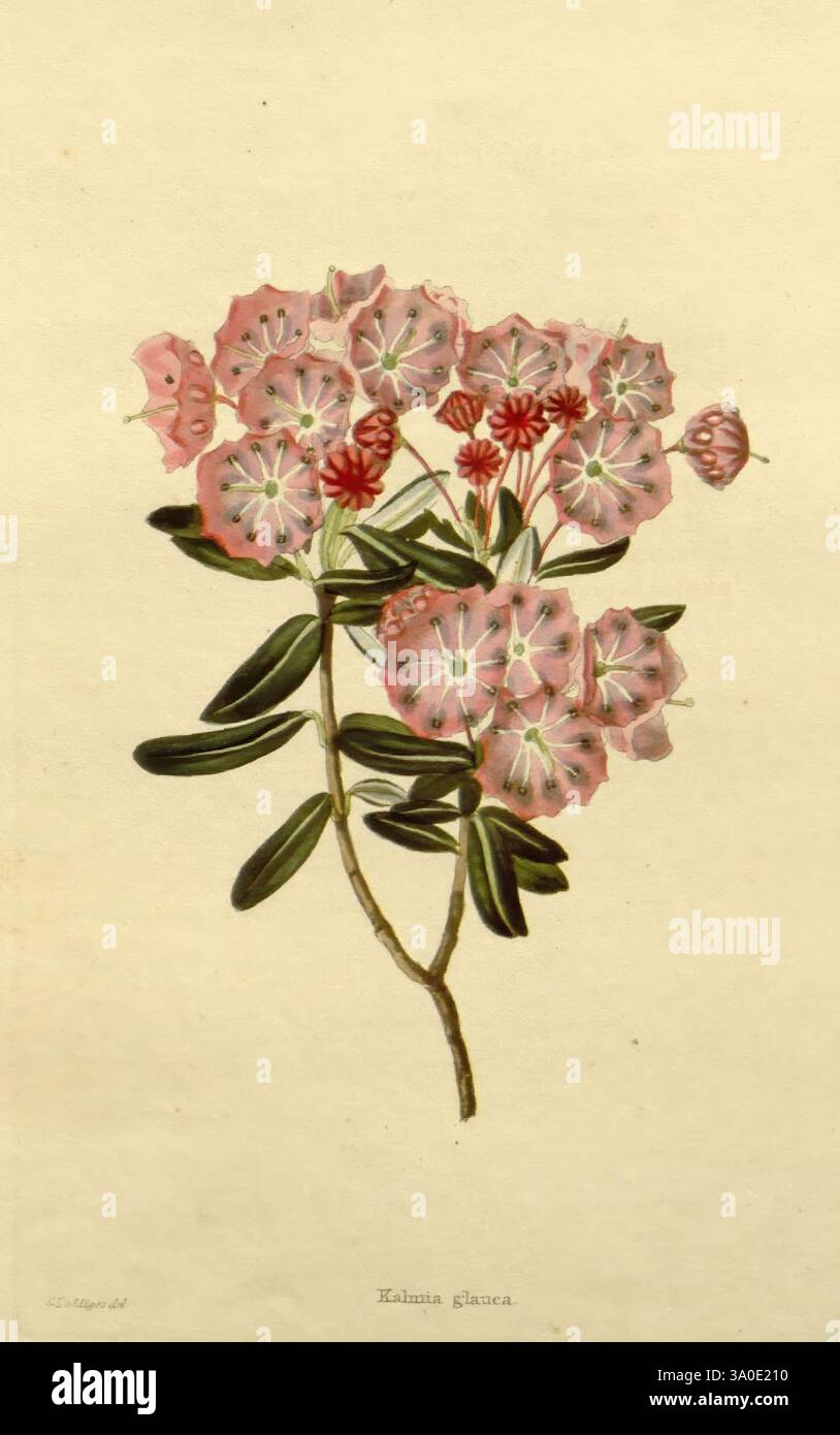 The, botanical, cabinet, London, John, and, Arthur, Arch, 1817-1833, A ...