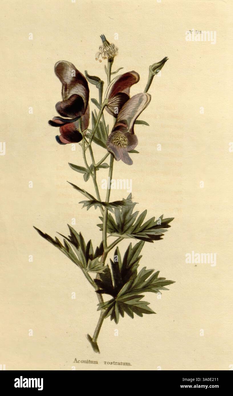 The botanical cabinet London, John & Arthur Arch, 1817-1833, A ...