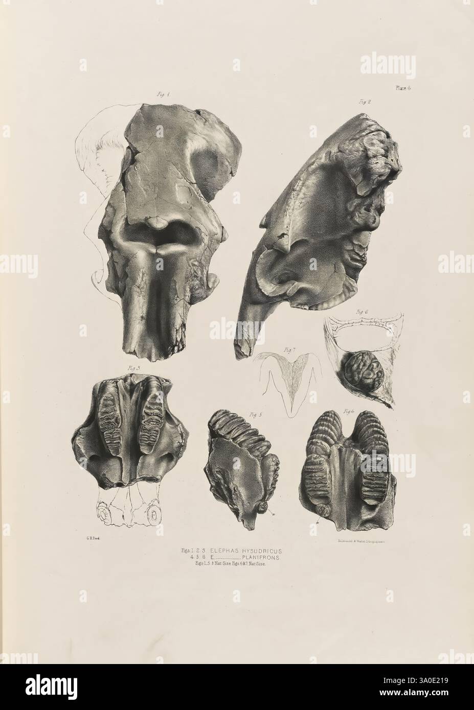 Fauna Antiqua Sivalensis, Being the fossil zoology of the Sewalik Hills ...