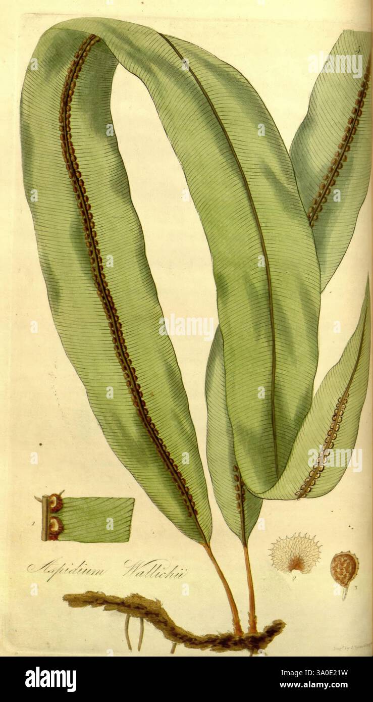 Aspidium wallr hi-res stock photography and images - Alamy