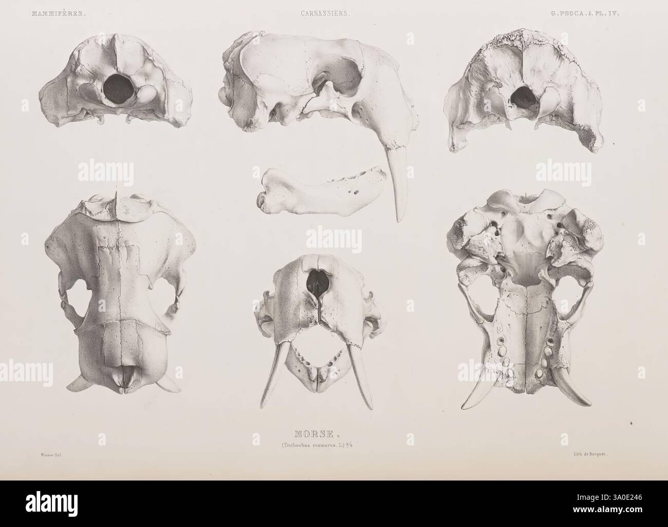 Clear visual comparison of mammalian cranial anatomy hi-res stock ...