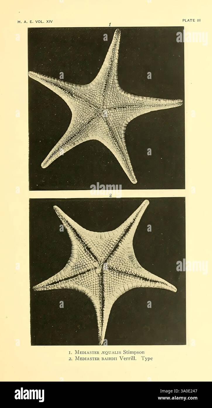 Two detailed illustrations of starfish hi-res stock photography and images - Alamy
